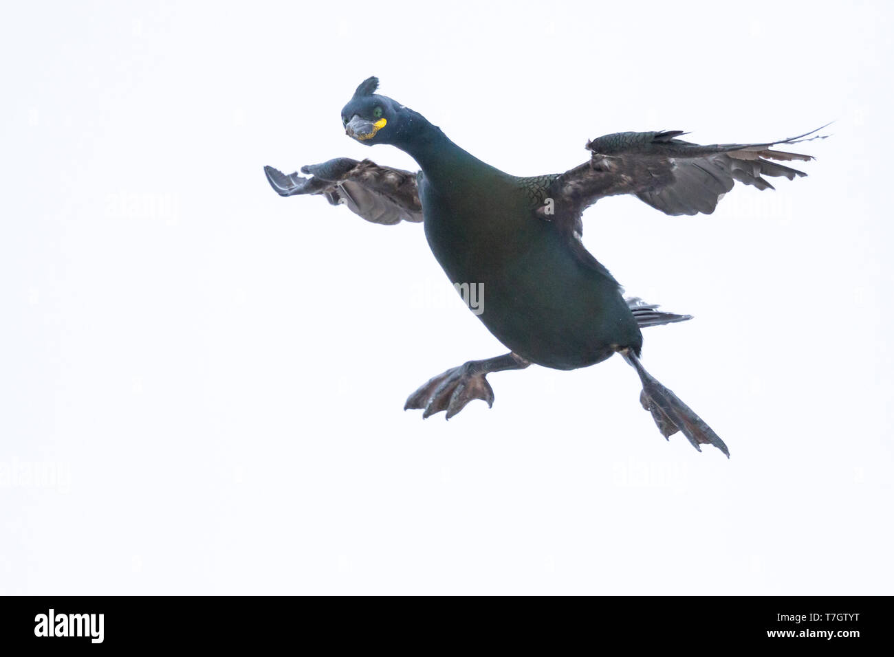 Adult European Shag (Phalacrocorax aristotelis aristotelis) in breeding ...