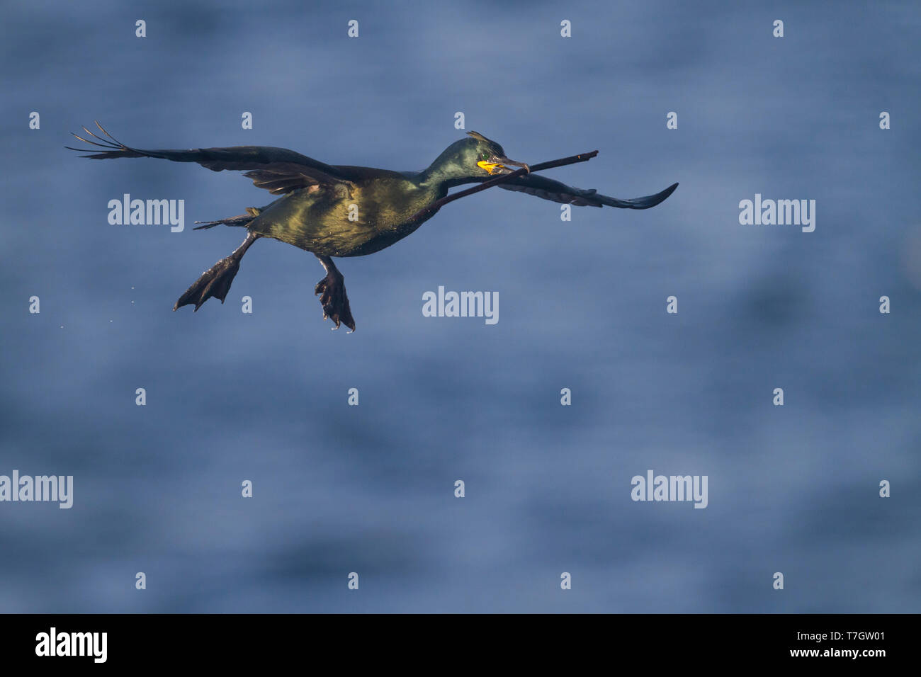 Adult European Shag (Phalacrocorax aristotelis aristotelis) in breeding ...