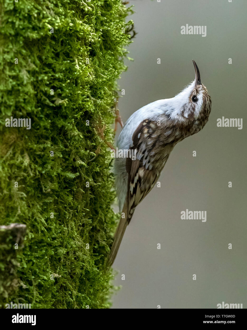 Eurasian treecreeper certhia familiaris hi-res stock photography and ...