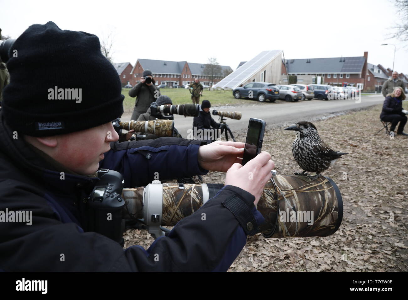 Spotted Nutcracker (Nucifraga caryocatactes) perched on a lens hood and ...