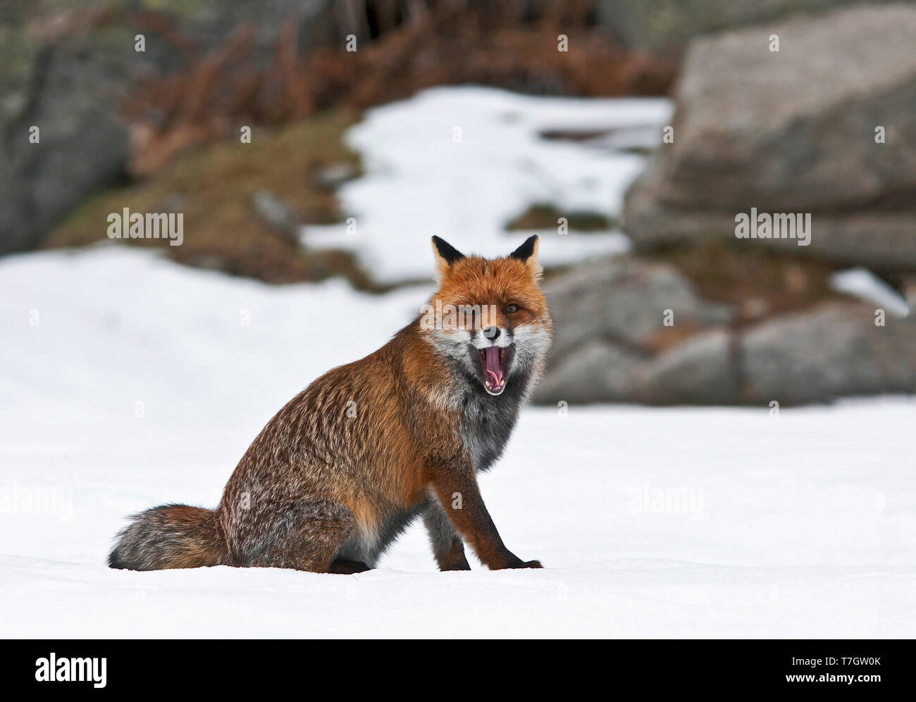Yawning Red Fox (Vulpes vulpes) in the snow in Italy during cold winter ...