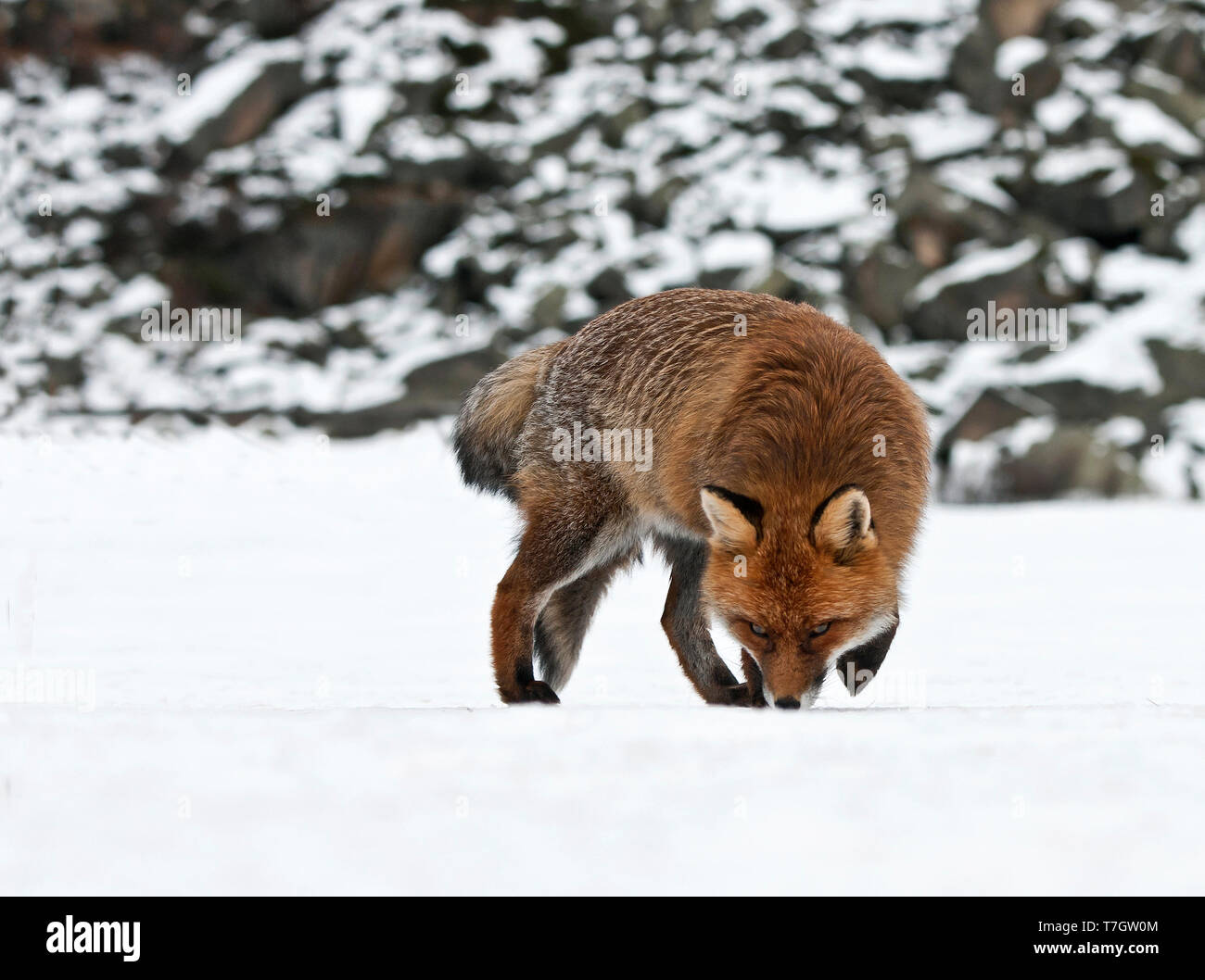 Red Fox (Vulpes vulpes) in the snow in Italy during cold winter ...