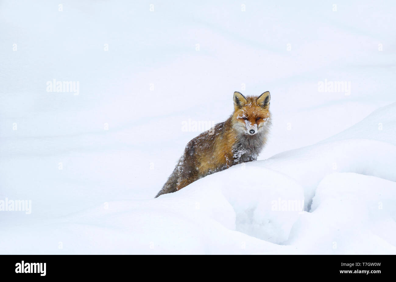Red Fox (Vulpes vulpes) in the snow in Italy during cold winter. With ...