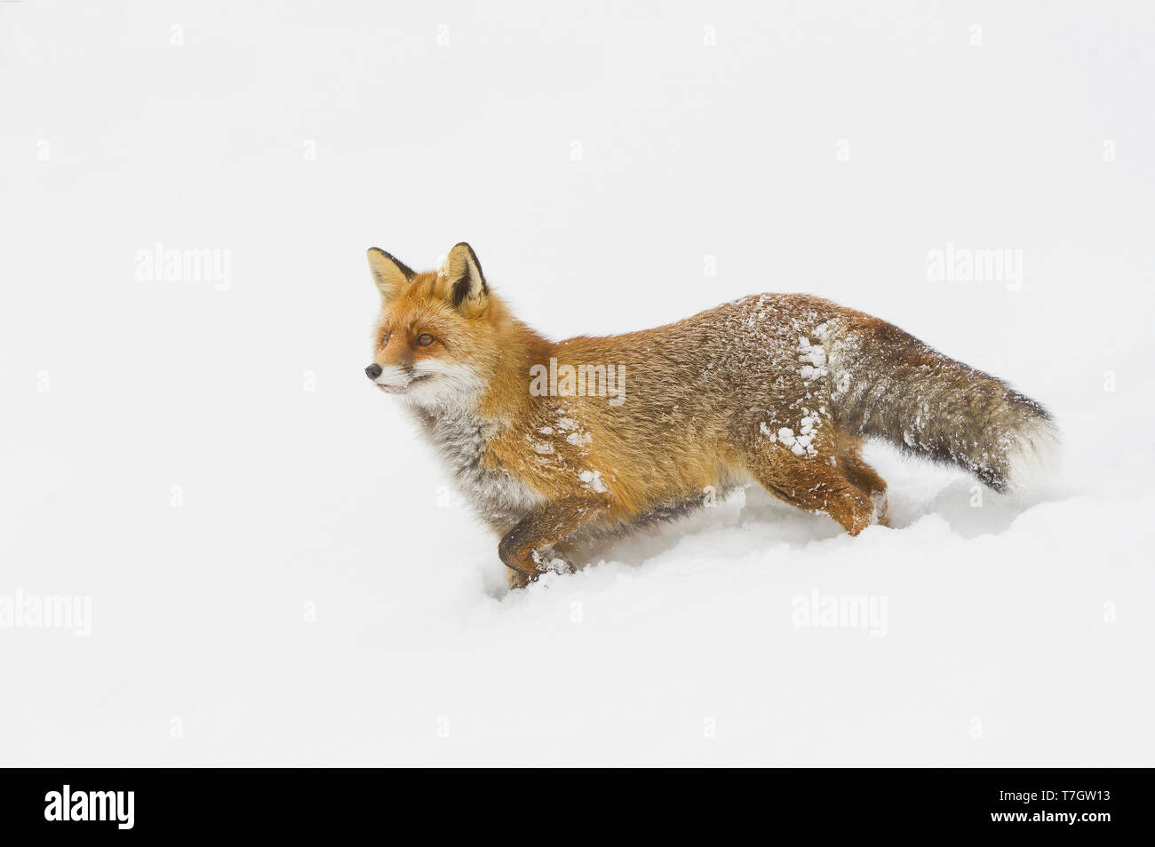 Red Fox (Vulpes vulpes) stopped walking and standing alert in the snow ...