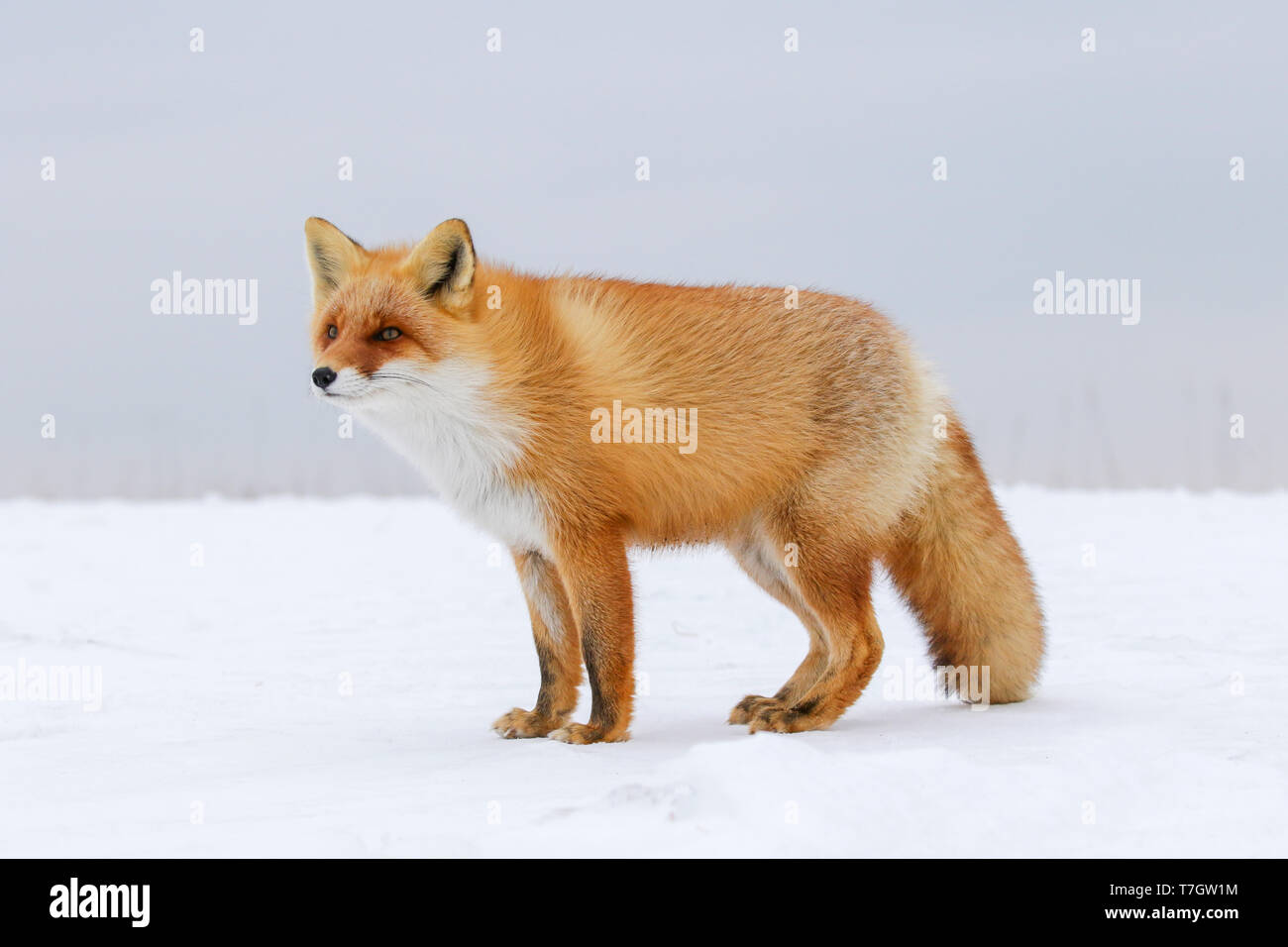 Red Fox Fox Vulpes Hokkaido Japan Stock Photos & Red Fox Fox Vulpes ...