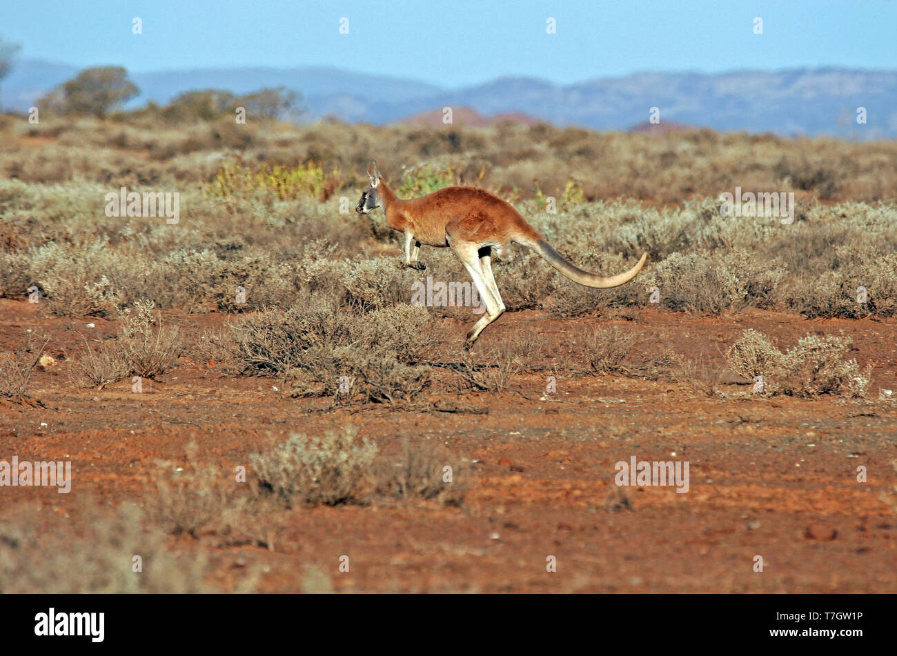 Kangaroo Running High Resolution Stock Photography and Images - Alamy