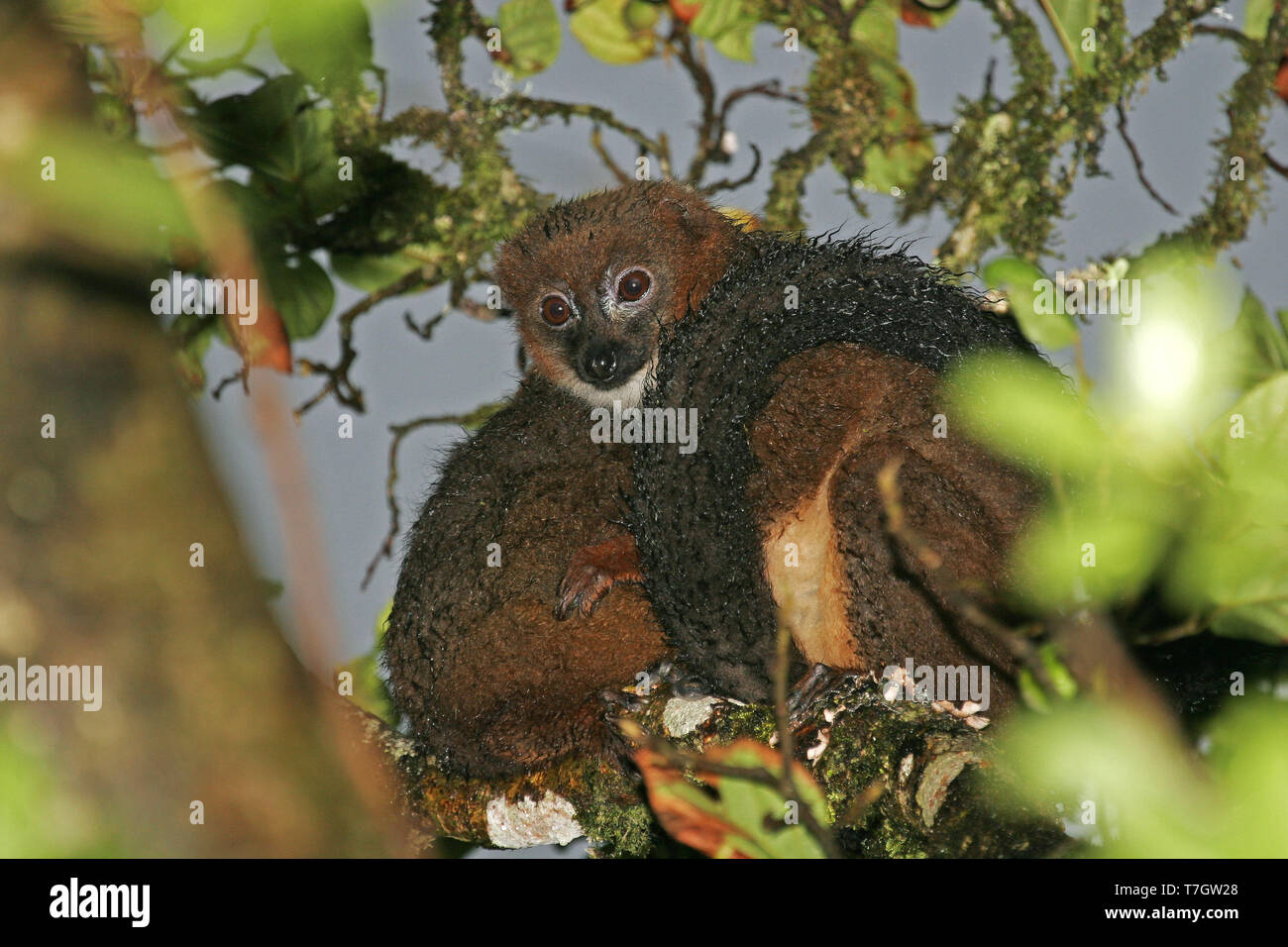 Red bellied lemurs eulemur rubriventer hi-res stock photography and ...