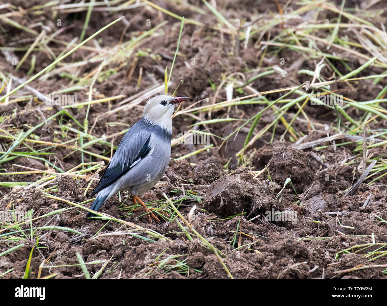 Spodiopsar sericeus hi-res stock photography and images - Alamy