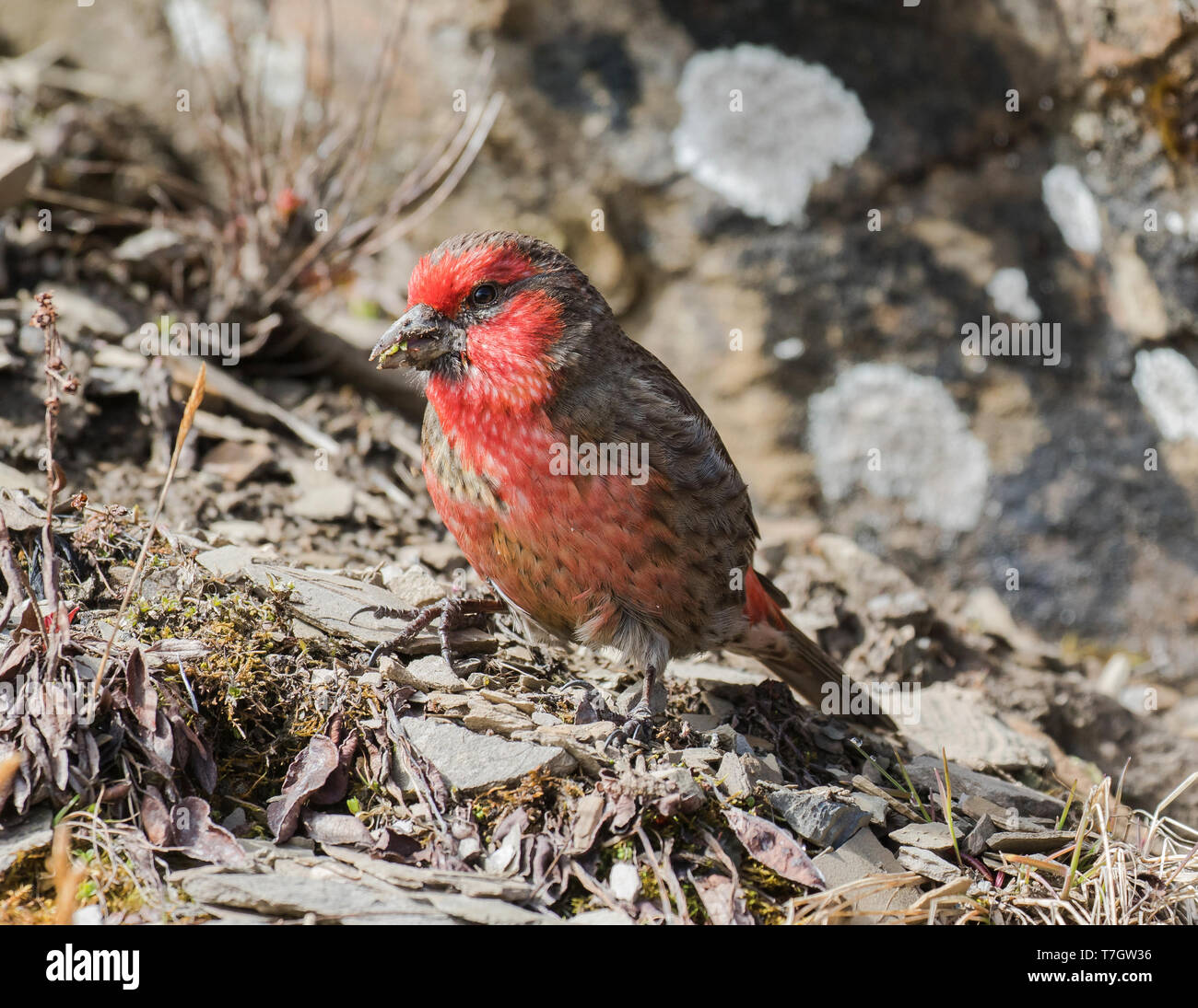 Red-fronted Rosefinch (Carpodacus puniceus) male with food Stock Photo ...