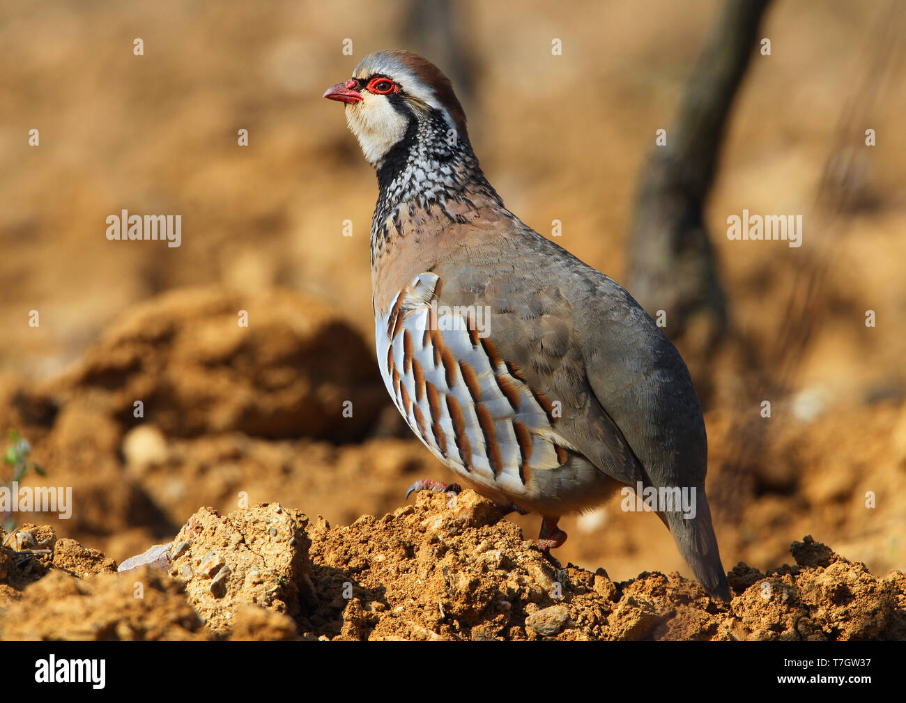 Red legged partridge france hi-res stock photography and images - Alamy