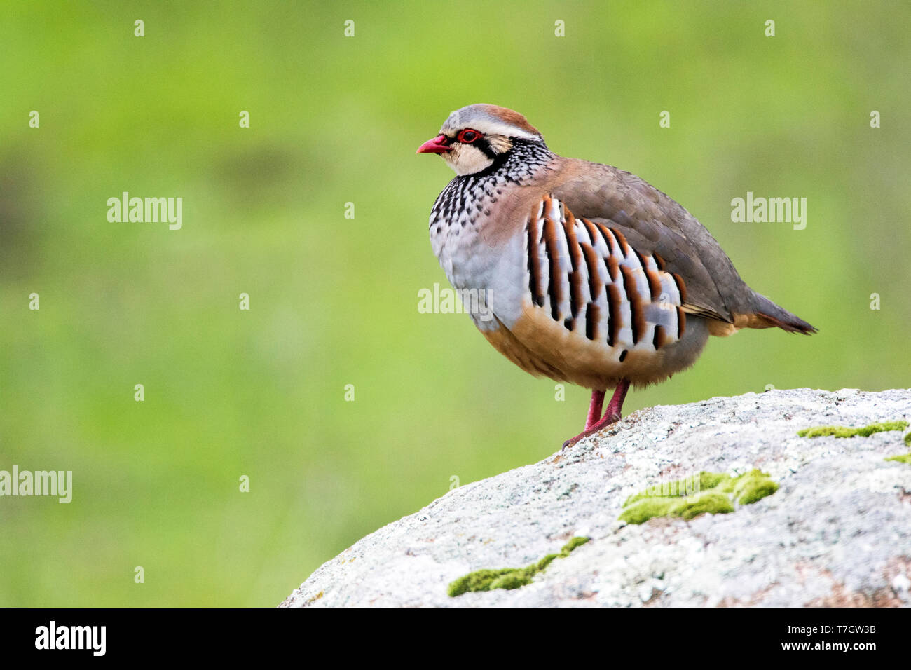 Red-legged Partridge, Alectoris rufa Stock Photo - Alamy