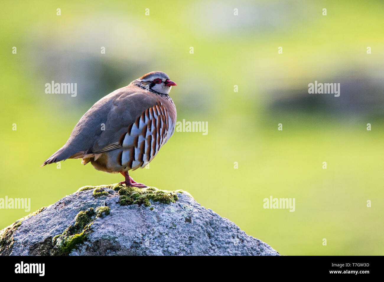 Perdrix rouge hi-res stock photography and images - Alamy