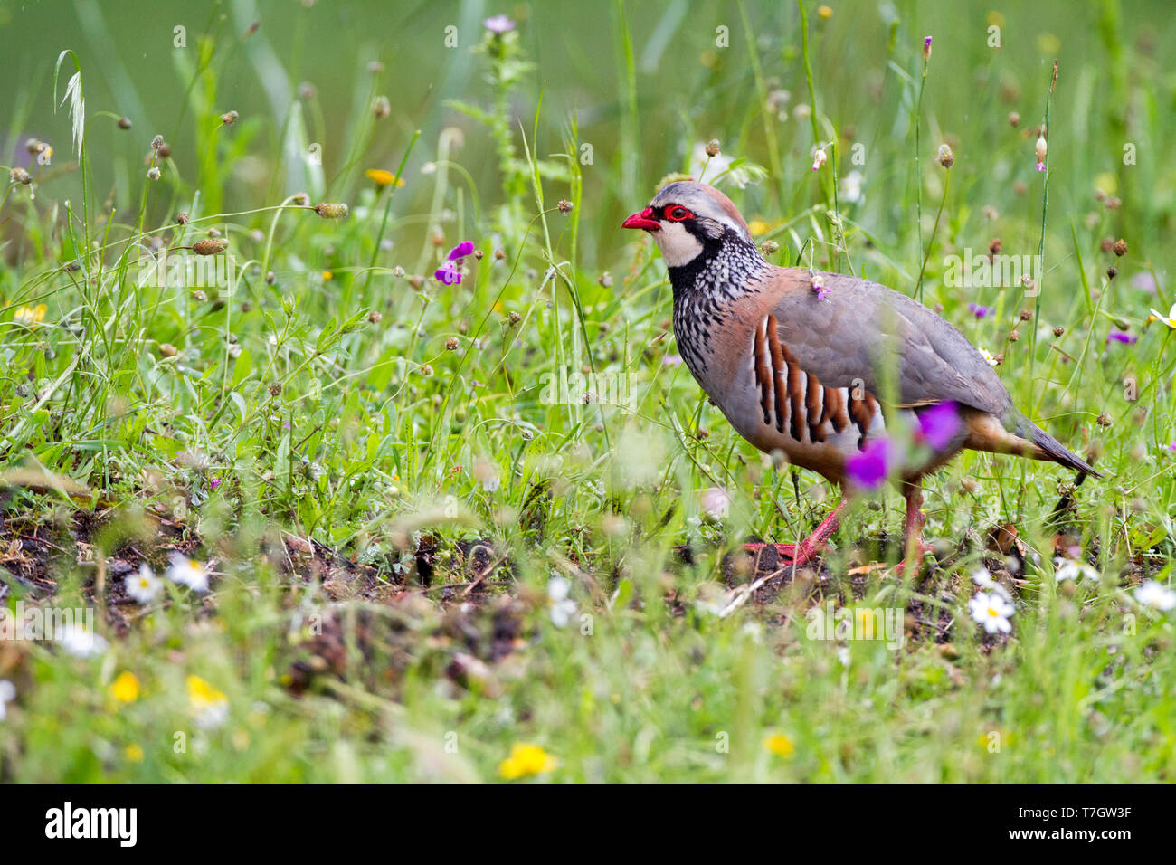 Red-legged Partridge, Alectoris rufa Stock Photo - Alamy