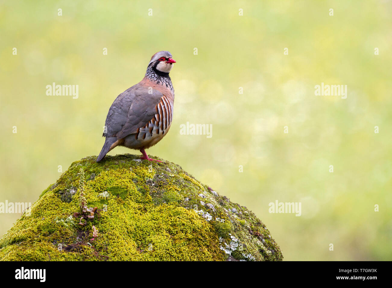 Red-legged Partridge, Alectoris rufa Stock Photo - Alamy