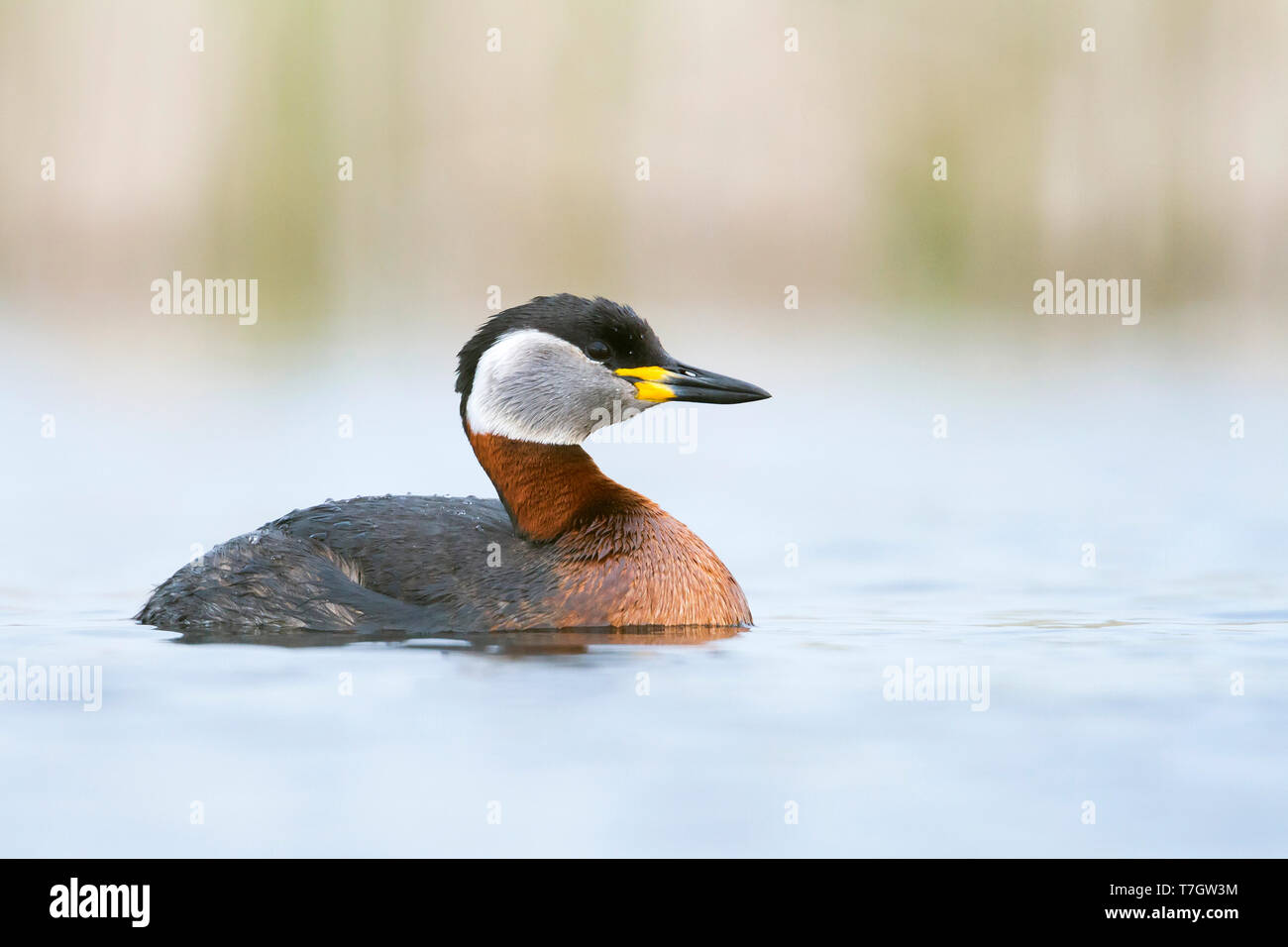 Adult Red-necked Grebe (Podiceps grisegena grisegena In breeding ...