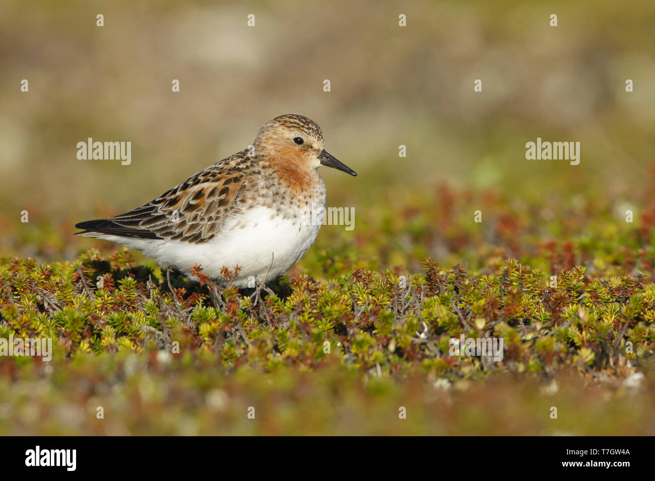 Adult Red-necked Stint (Calidris ruficollis) in breeding plumage at ...