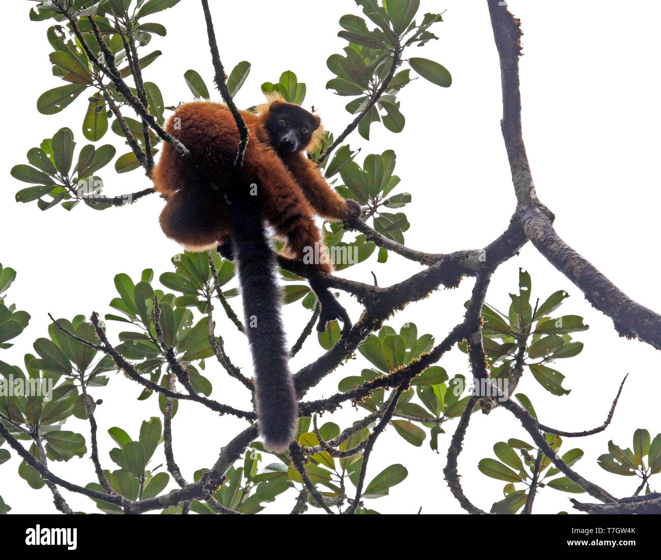 Critically Endangered Red ruffed lemur (Varecia rubra)in its natural ...