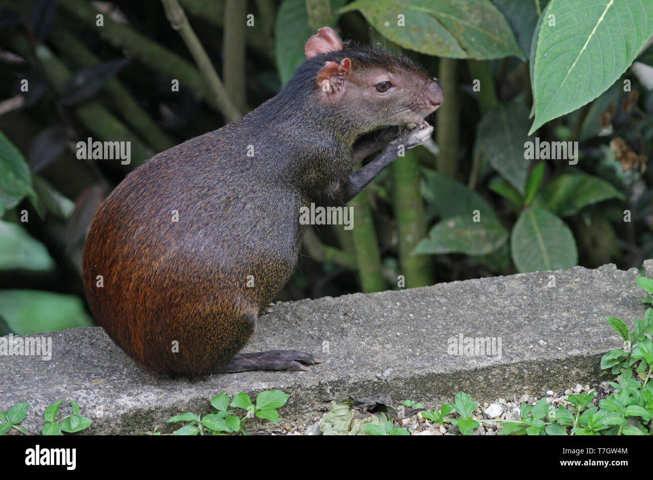 Red Rumped Agouti High Resolution Stock Photography and Images - Alamy