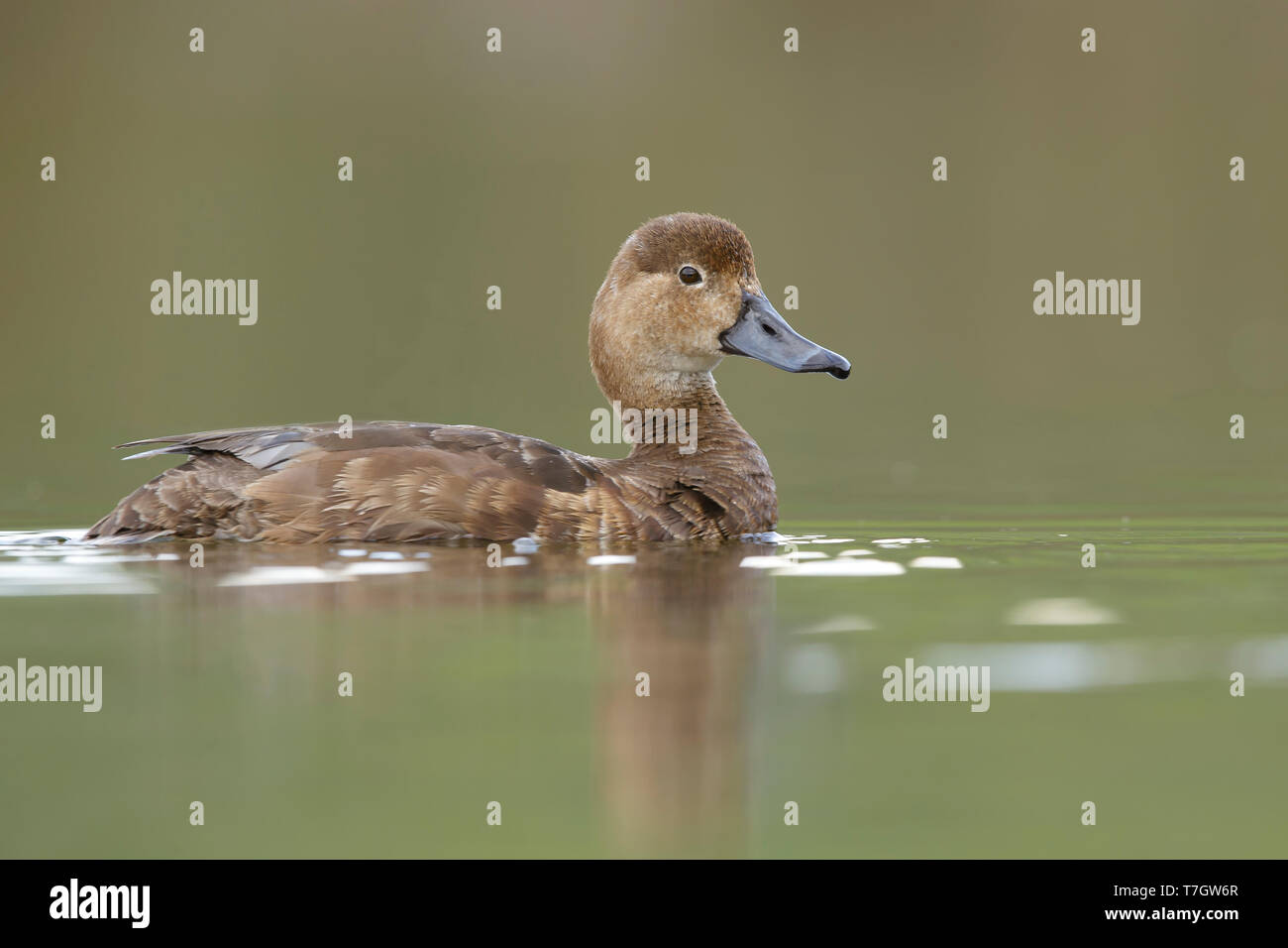Female redhead duck hi-res stock photography and images - Alamy