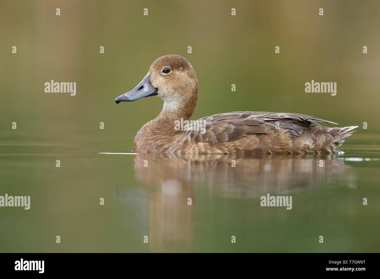 Adult female Redhead (Aythya americana) Kamloops, British Colombia June ...