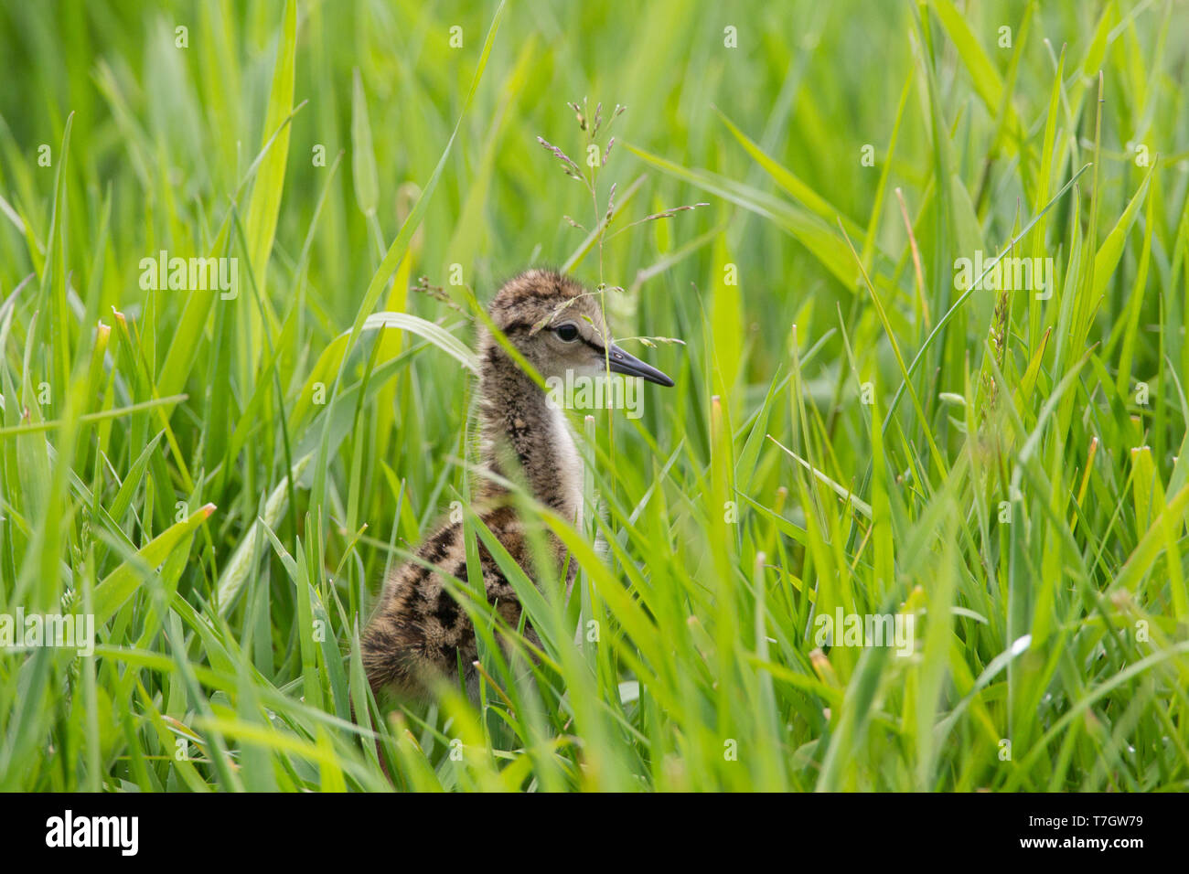 Chick from Common Redshank Stock Photo - Alamy