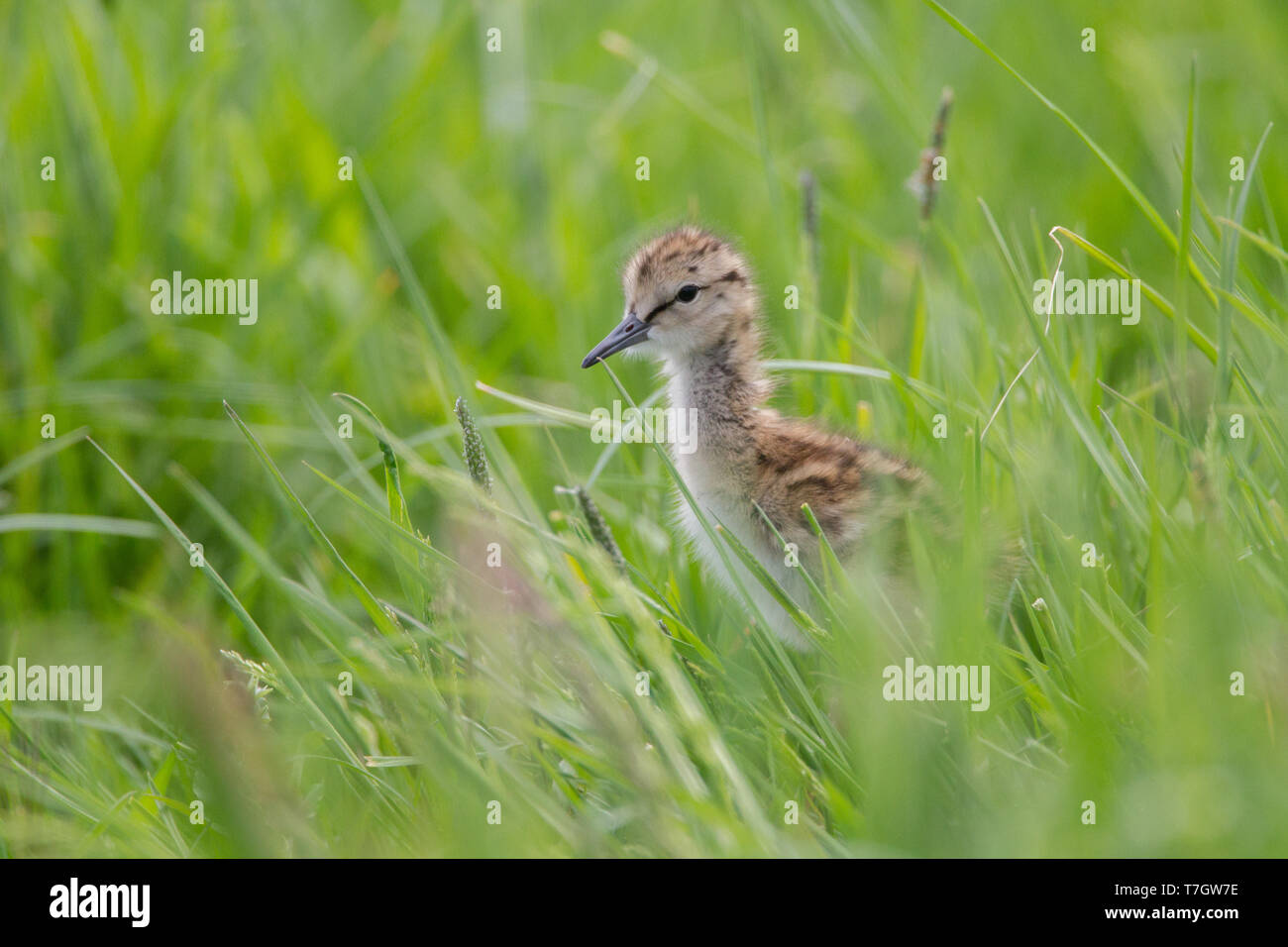 Chick from Common Redshank Stock Photo - Alamy