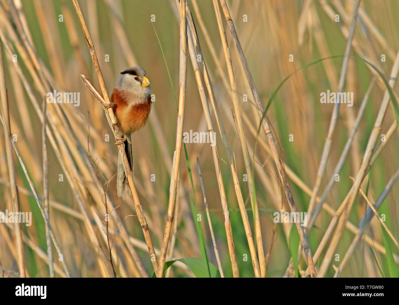 Reed parrotbill (Paradoxornis heudei Stock Photo - Alamy