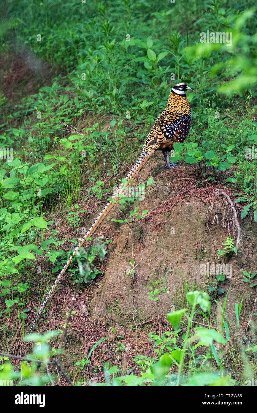 Reeves's pheasant (Syrmaticus reevesii) male in the forest Stock Photo ...
