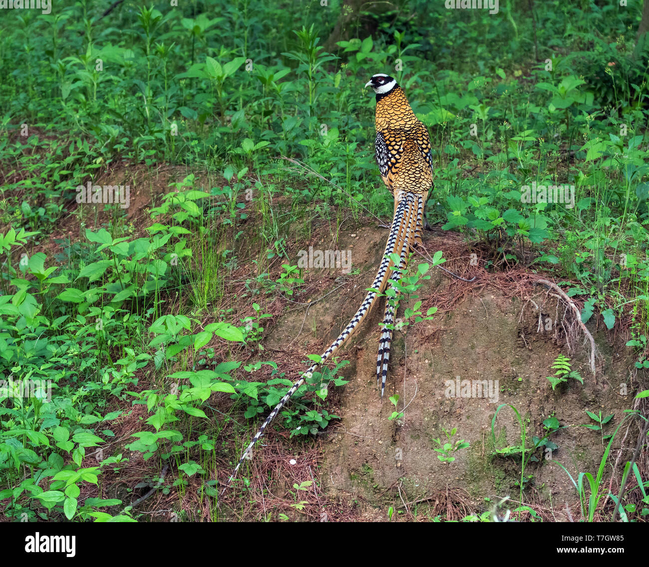 Reevess pheasant syrmaticus reevesii hi-res stock photography and ...