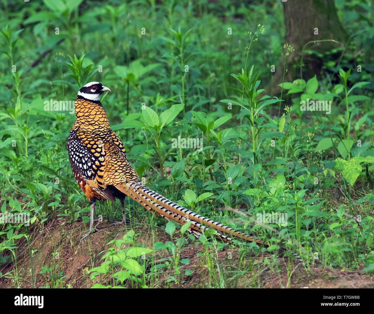 Reevess pheasant hi-res stock photography and images - Alamy