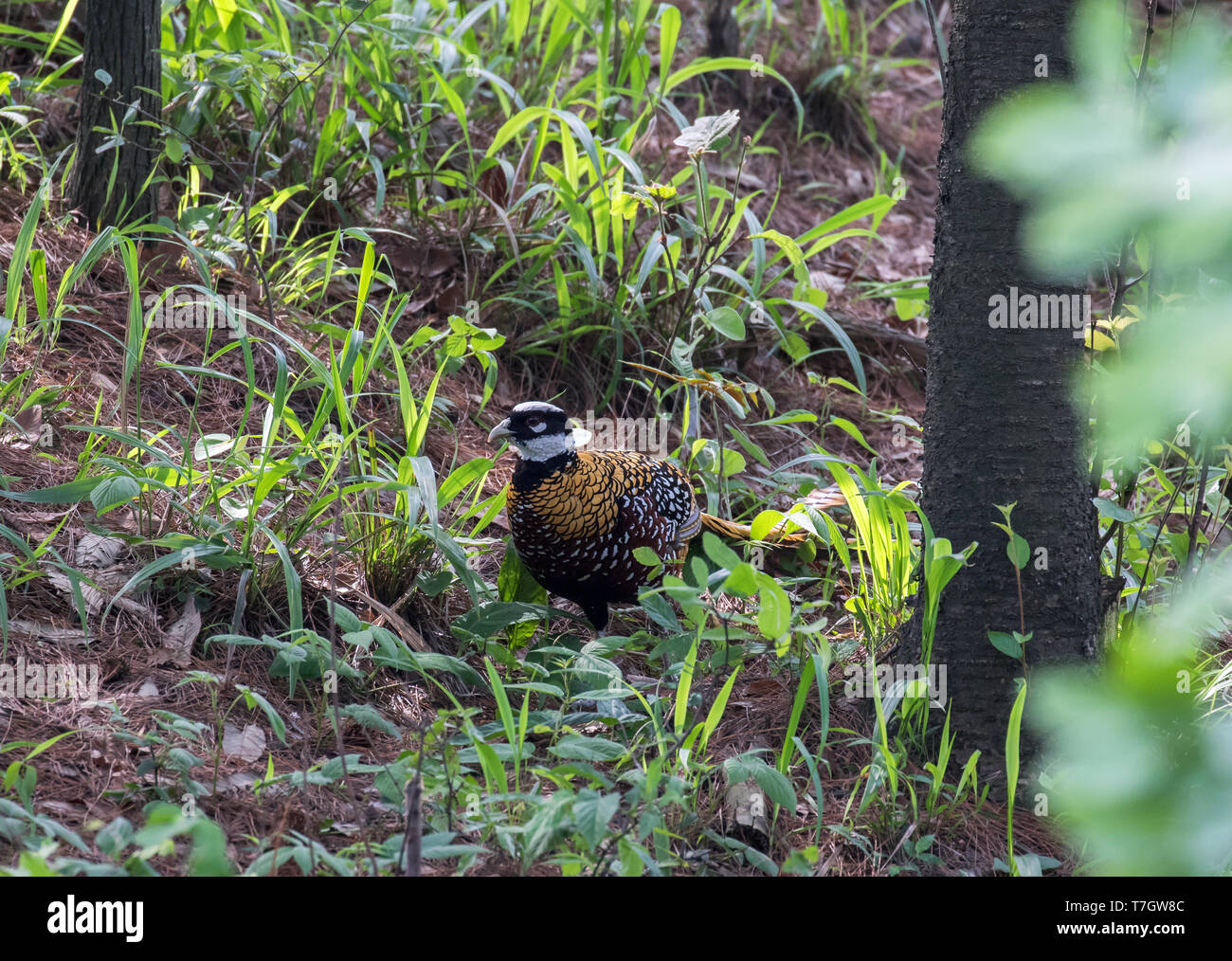 Reeves's pheasant (Syrmaticus reevesii) male in the forest Stock Photo ...