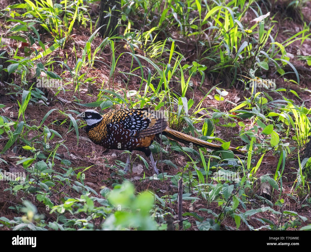 Reeves's pheasant (Syrmaticus reevesii) male in the forest Stock Photo ...