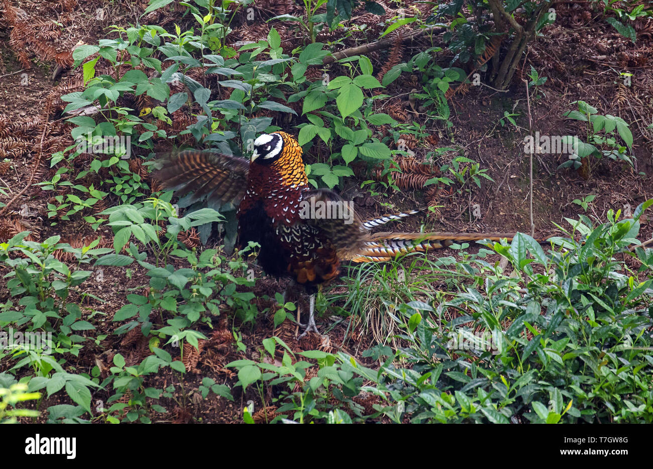 Reeves's pheasant (Syrmaticus reevesii) male in the forest Stock Photo ...