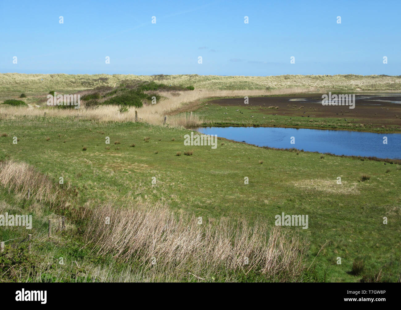 The “Renvogelveld” on the northern tip of Wadden island of Texel ...