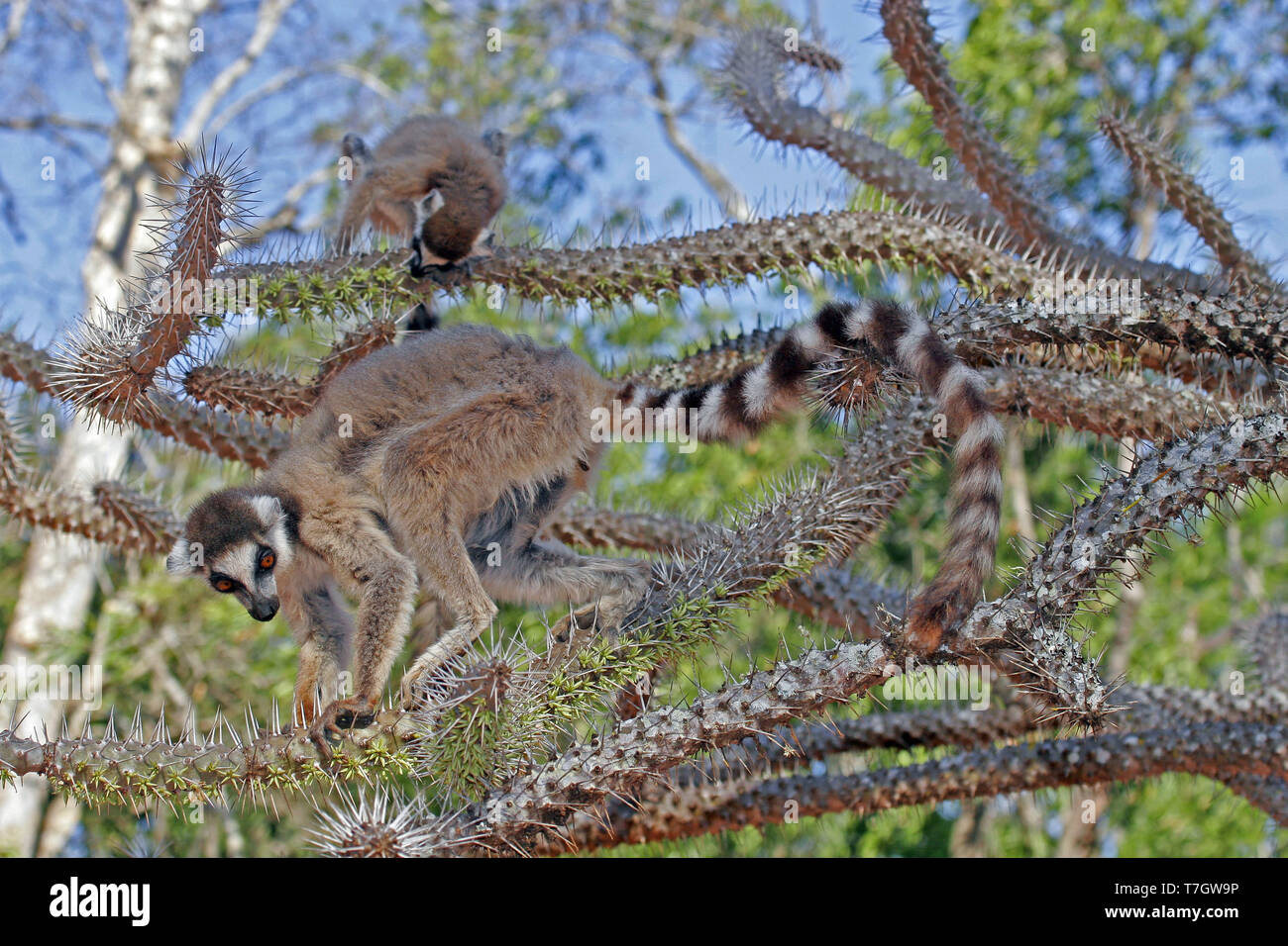 Ring Tailed Lemur Habitat