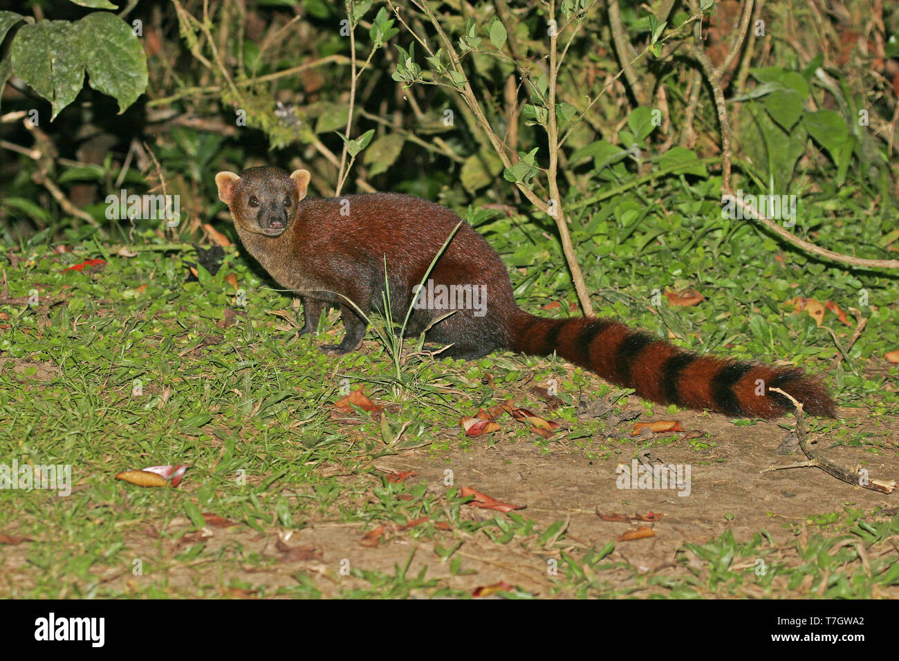 Endemic Ring-tailed Mongoose (Galidia elegans), also known as the ring ...
