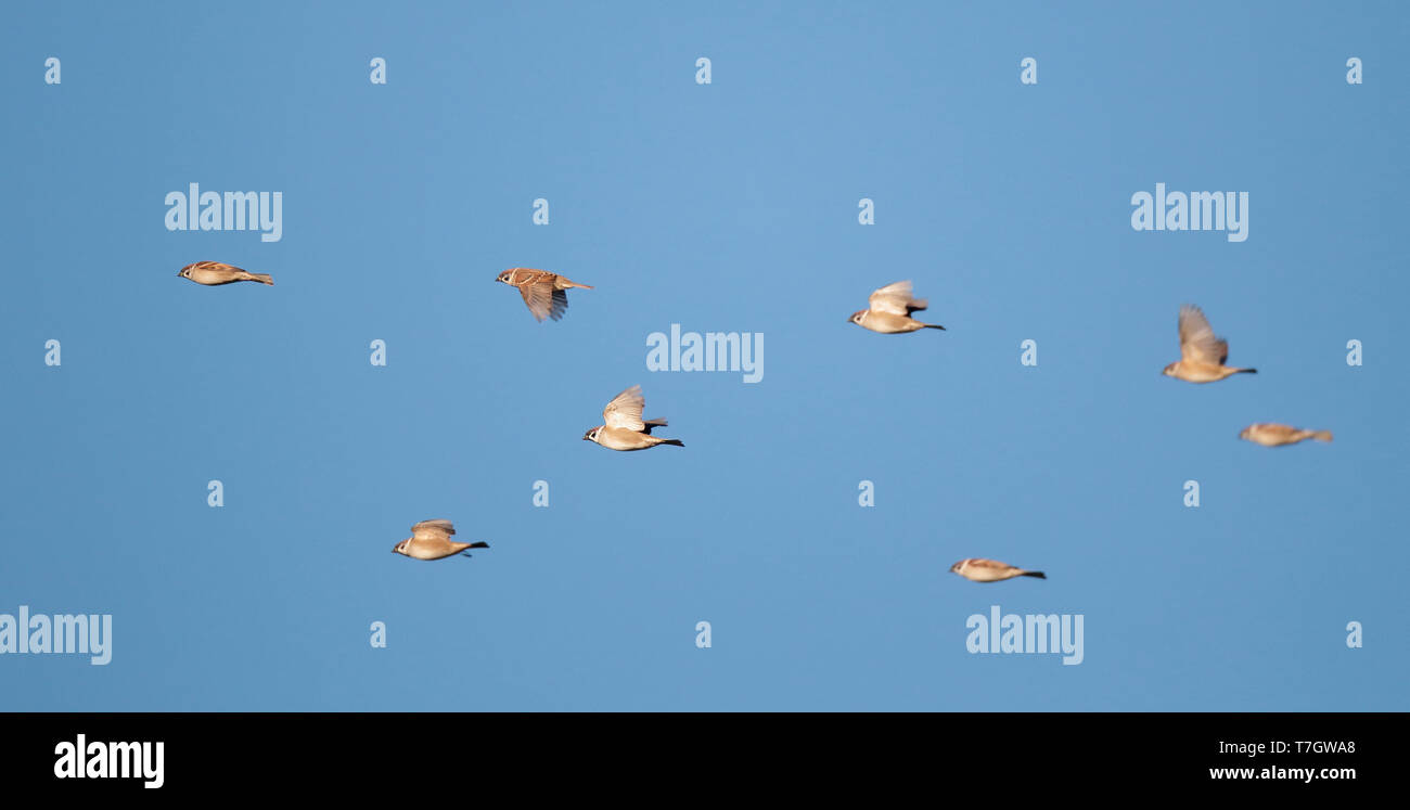 Migrating sparrows hi-res stock photography and images - Alamy