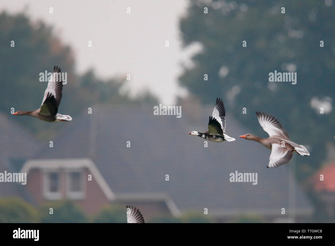 Ross goose hi-res stock photography and images - Alamy