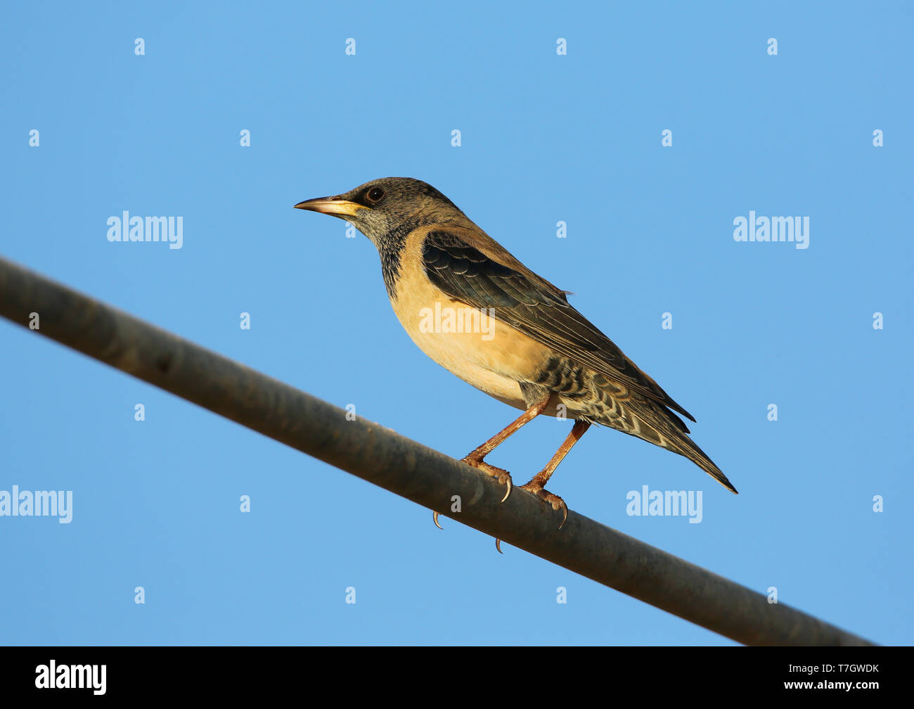 Rosy Starling (Pastor roseus) at Salalah - Oman. Perched on a wire ...