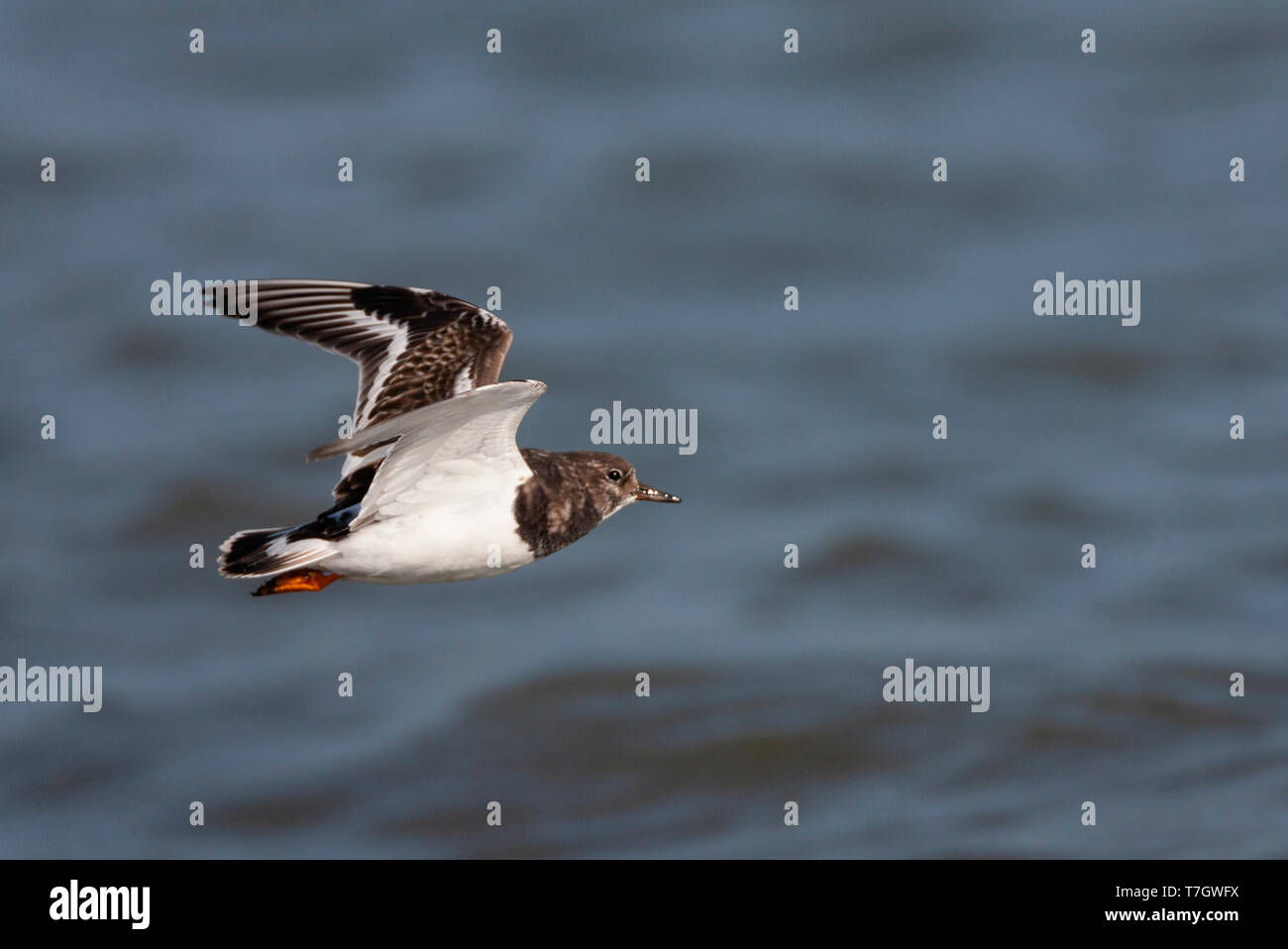 Ruddy Turnstone (Arenaria interpres) during autumn migration flying ...