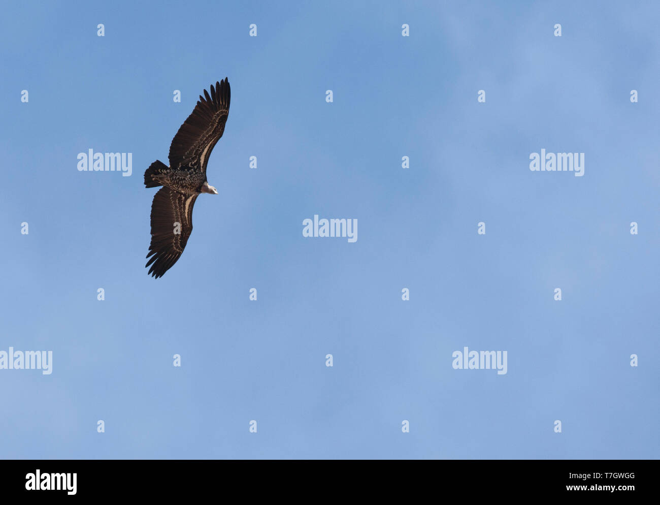 Rueppell's Vulture (Gyps rueppelli) in flight against a blue sky in the ...