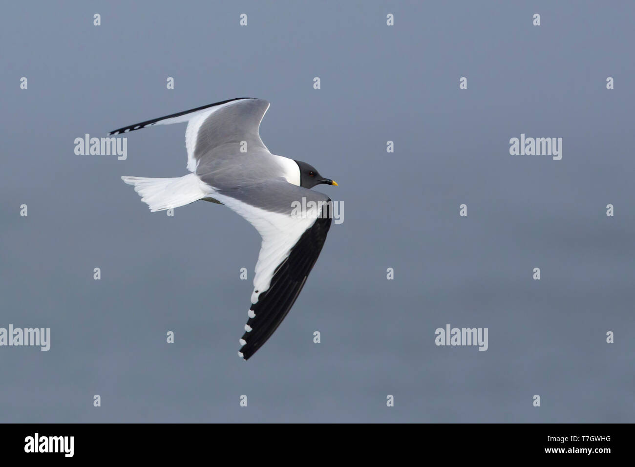 Sabines gull xema sabini in hi-res stock photography and images - Alamy