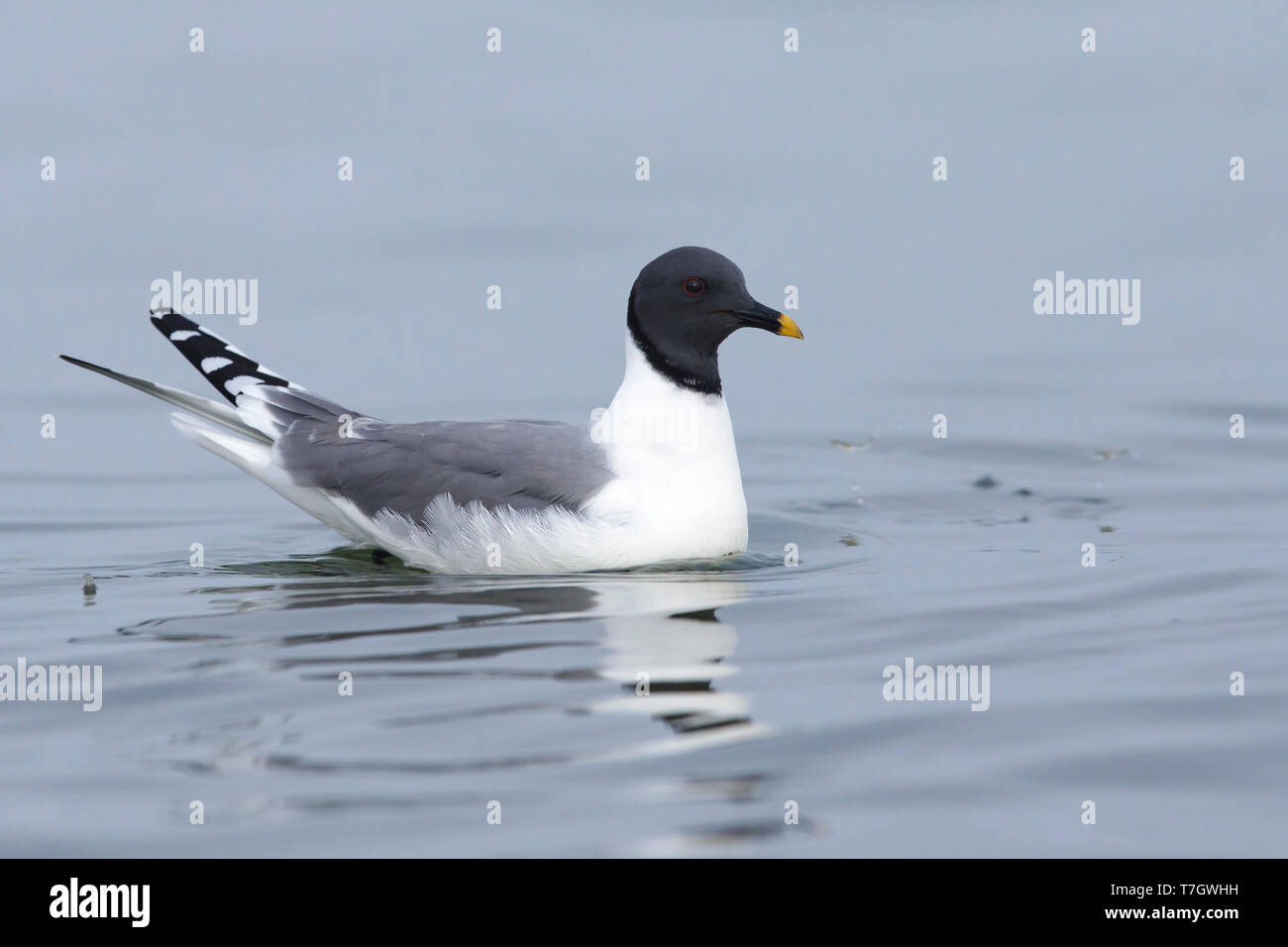 Adult Sabine's Gull (Xema sabini) in summer plumage swimming off Seward ...