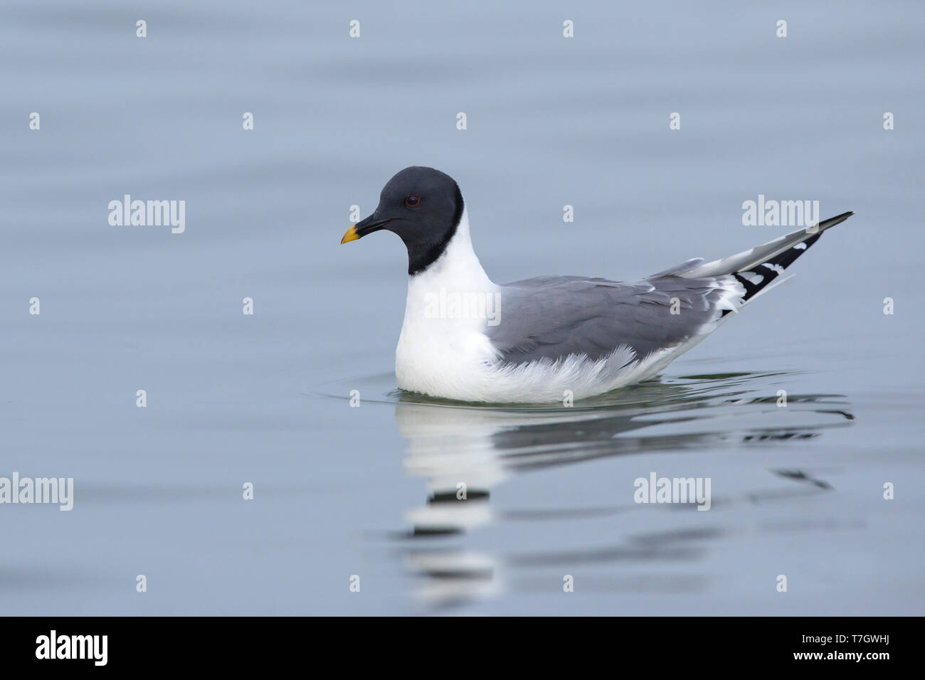 Adult Sabine's Gull (Xema sabini) in summer plumage swimming off Seward ...