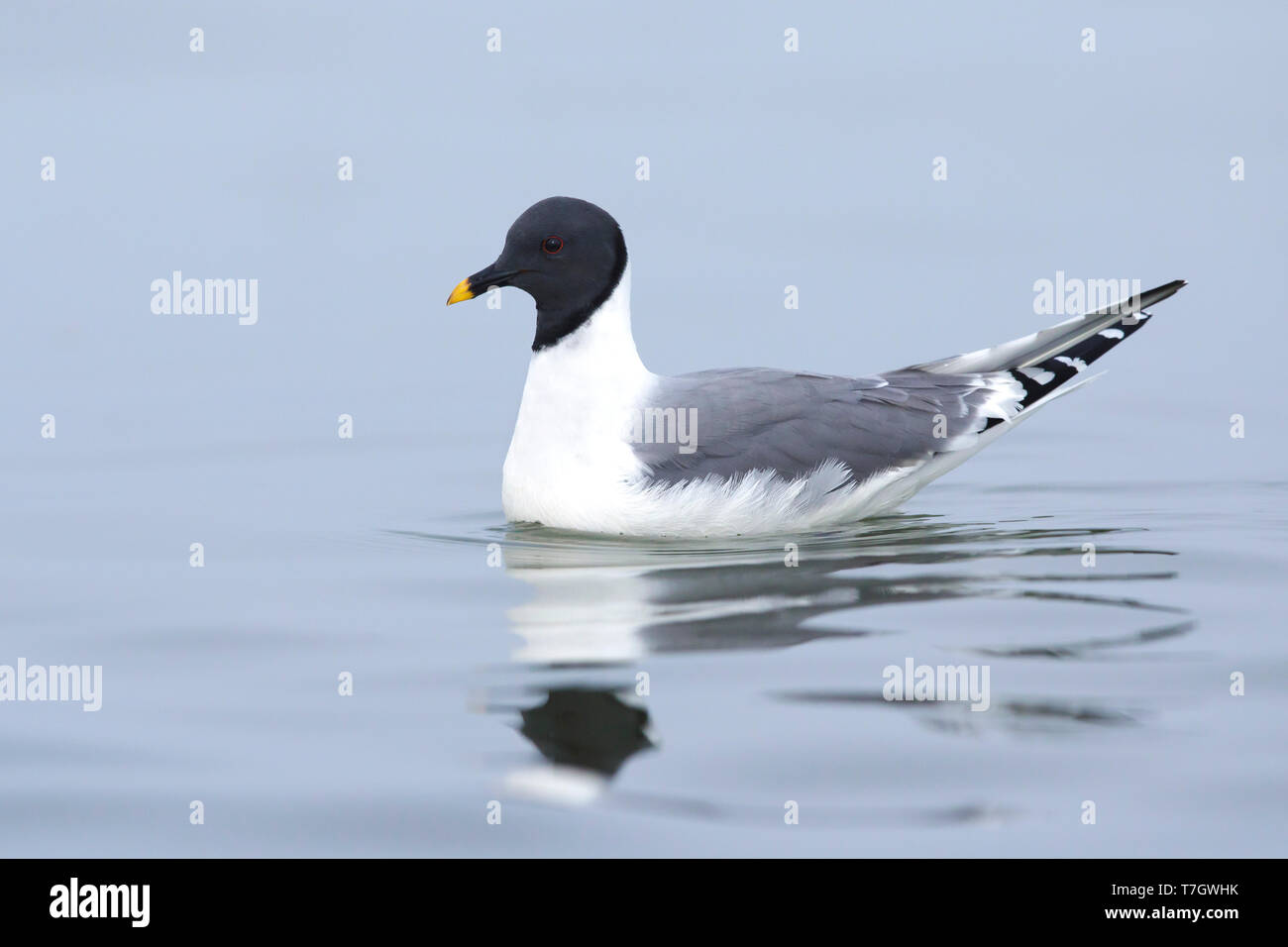 Sabines gull xema sabini in hi-res stock photography and images - Alamy