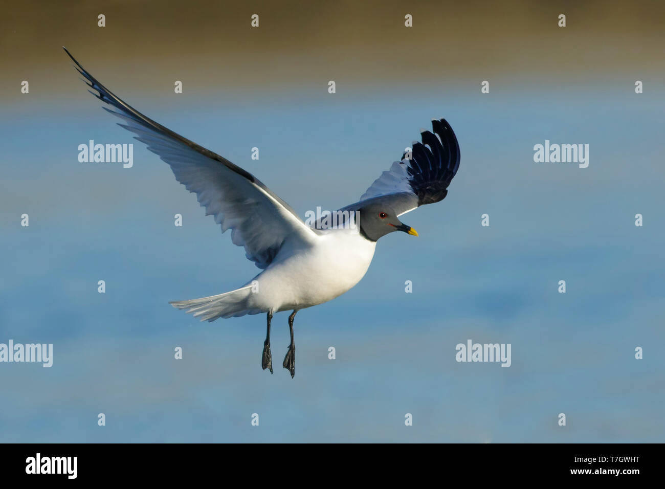 Sabines gull flying xema sabini hi-res stock photography and images - Alamy
