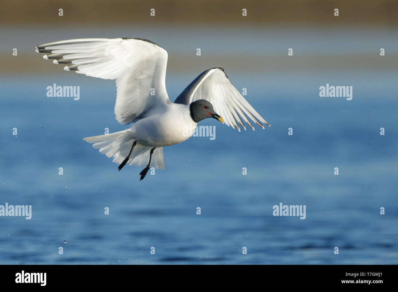 Sabines Gull Flying Xema Sabini High Resolution Stock Photography and ...