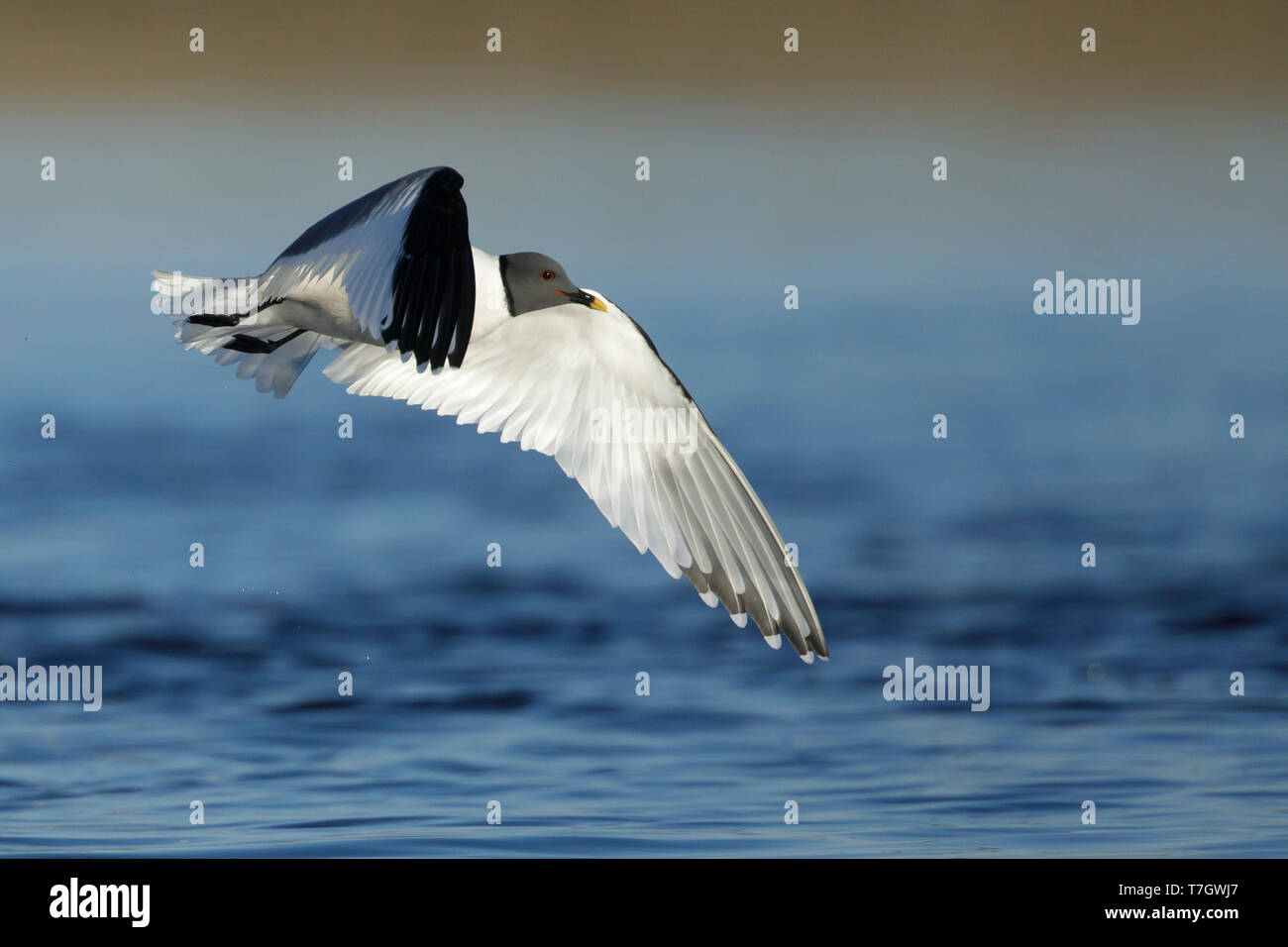Adult summer plumaged Sabine's Gull (Xema sabini) at Seward Peninsula ...