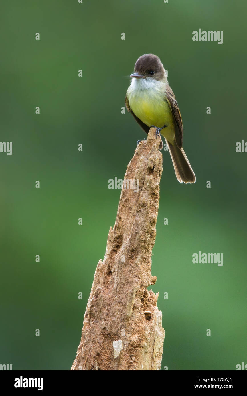 Sad Flycatcher (Myiarchus barbirostris) perched on an old trunc of wood ...