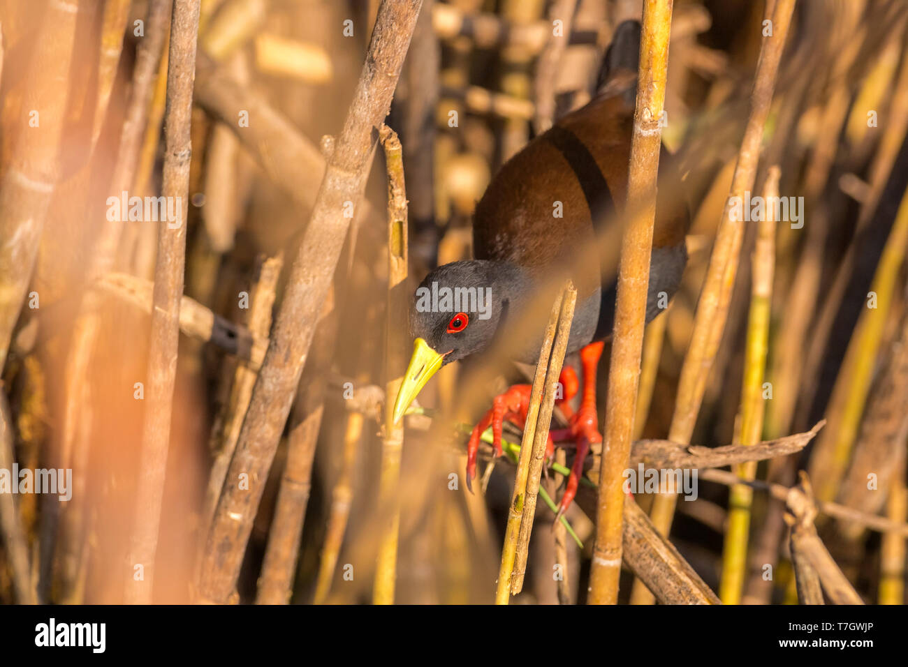 Adult Sakalava Rail (Amaurornis olivieri) walking through a dense reed ...